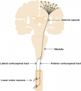 Cortical tracts and spinal reflexes - CHSS eLearning