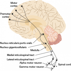 Cortical tracts and spinal reflexes - CHSS eLearning