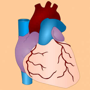 Anatomy and Physiology of the Heart Archives - CHSS eLearning