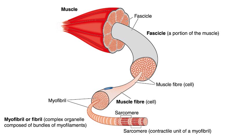 Anatomy and physiology of the muscle - CHSS eLearning